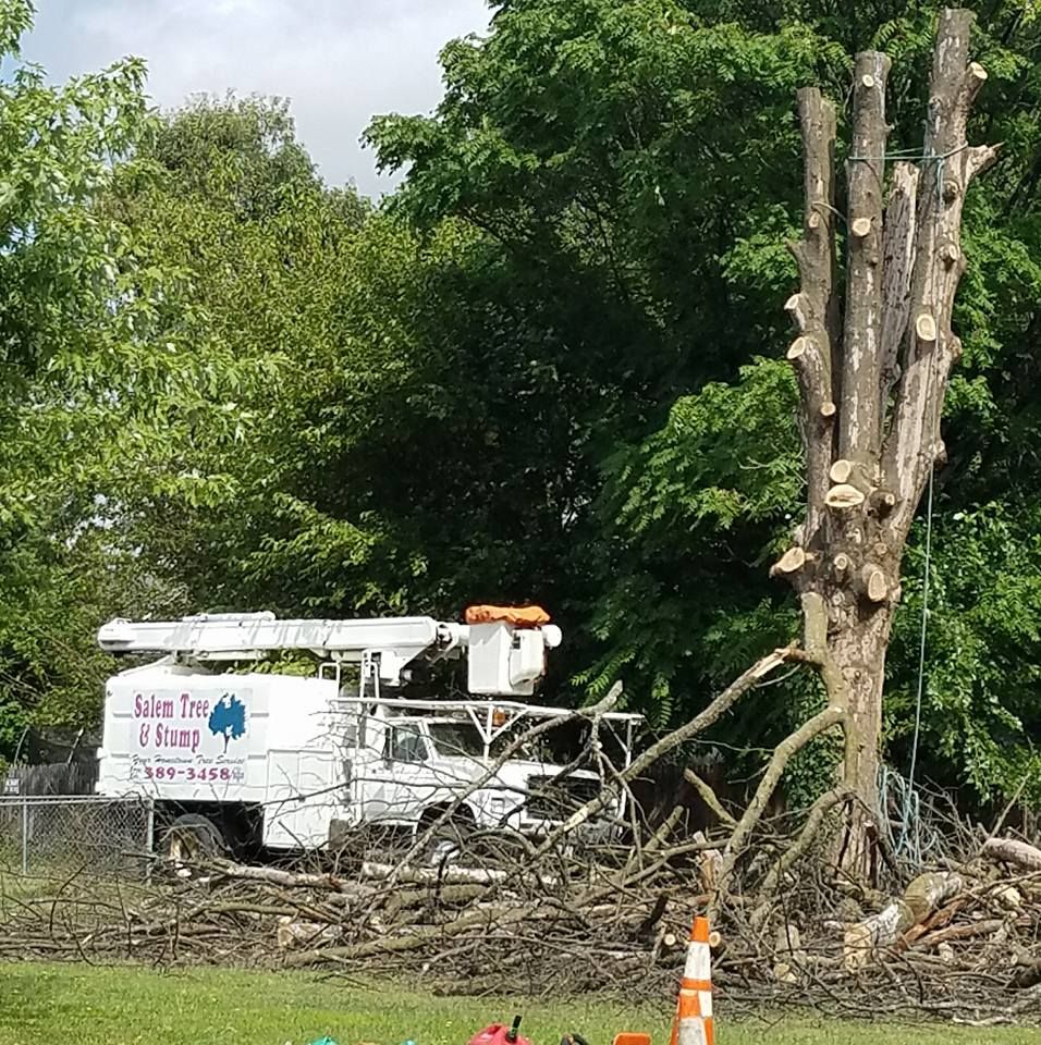 Tree Maintenance | Roanoke, VA | Salem Tree & Stump