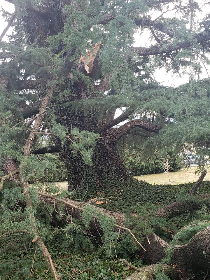 Tree Maintenance | Roanoke, VA | Salem Tree & Stump