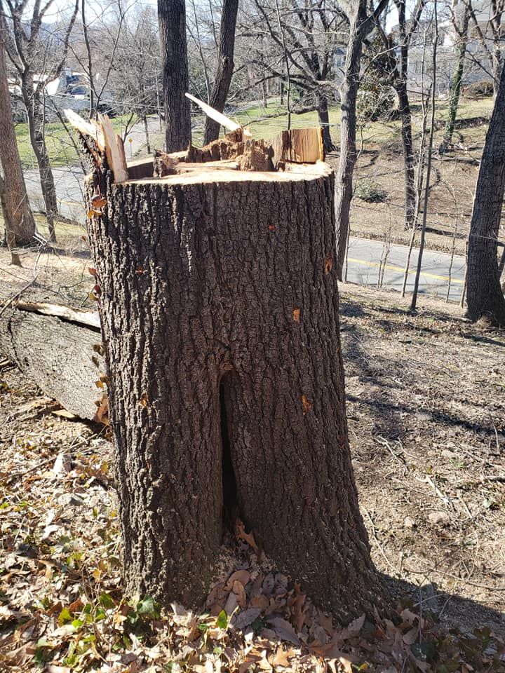 Tree Maintenance | Roanoke, VA | Salem Tree & Stump