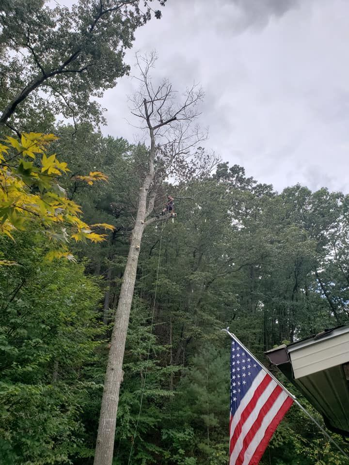 Tree Maintenance | Roanoke, VA | Salem Tree & Stump