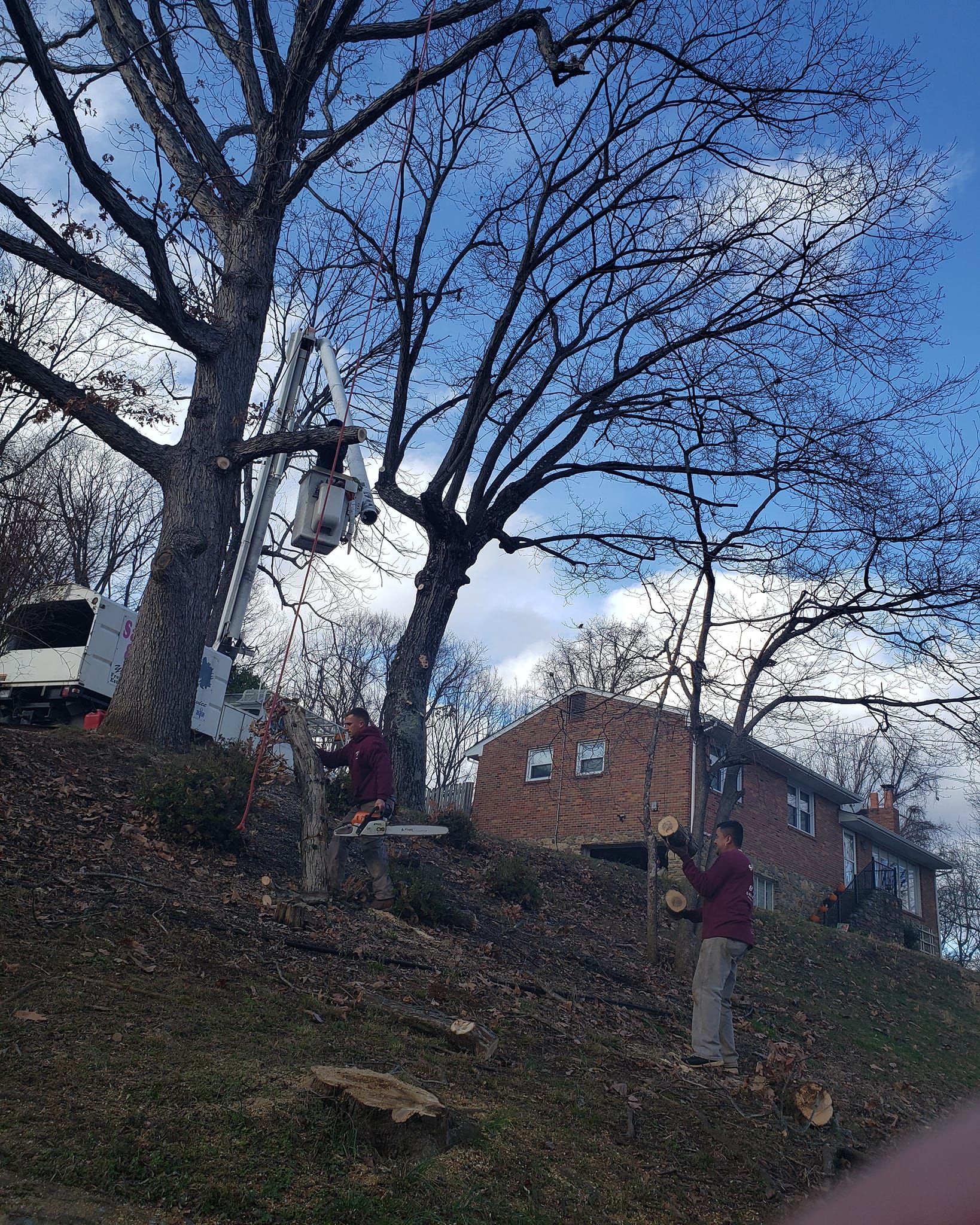 Tree Maintenance | Roanoke, VA | Salem Tree & Stump