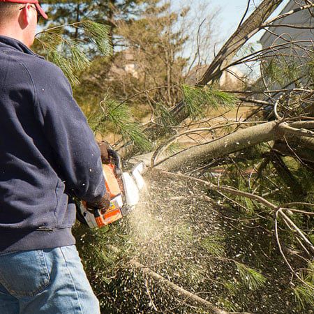 Tree Services | Kiker Tree Service & Stump Removal