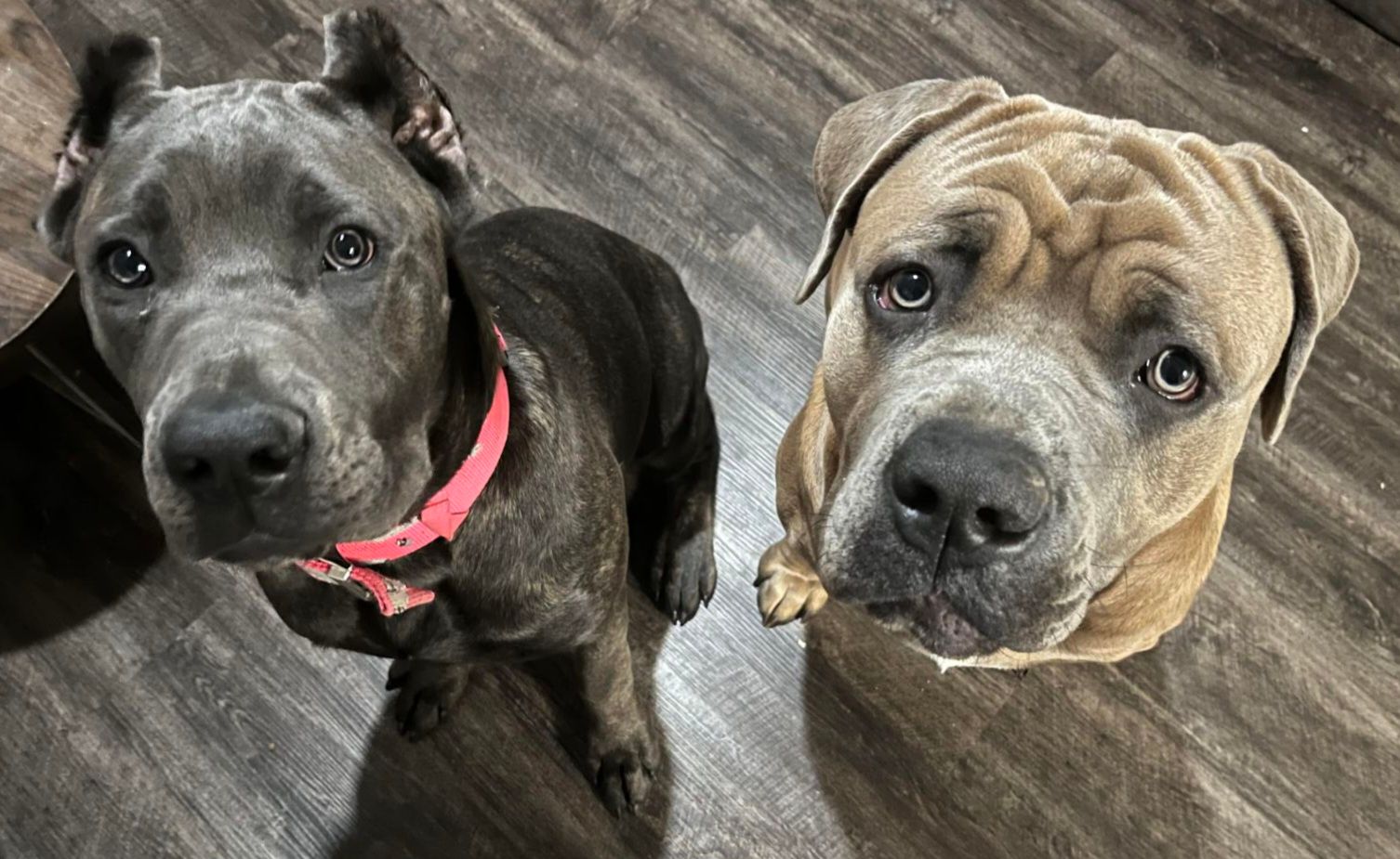 Ramirez Cane Corso Kennel | Providence, KY
