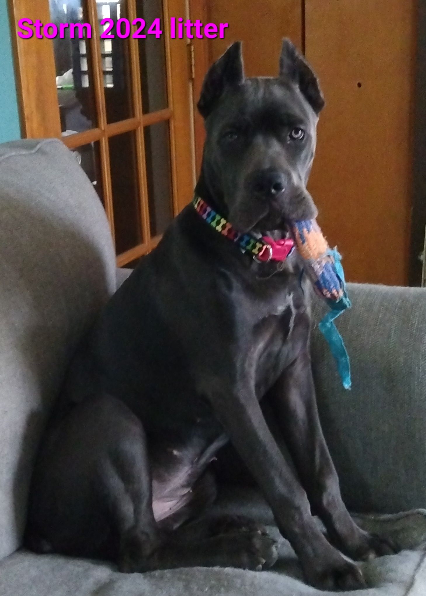 Ramirez Cane Corso Kennel | Providence, KY