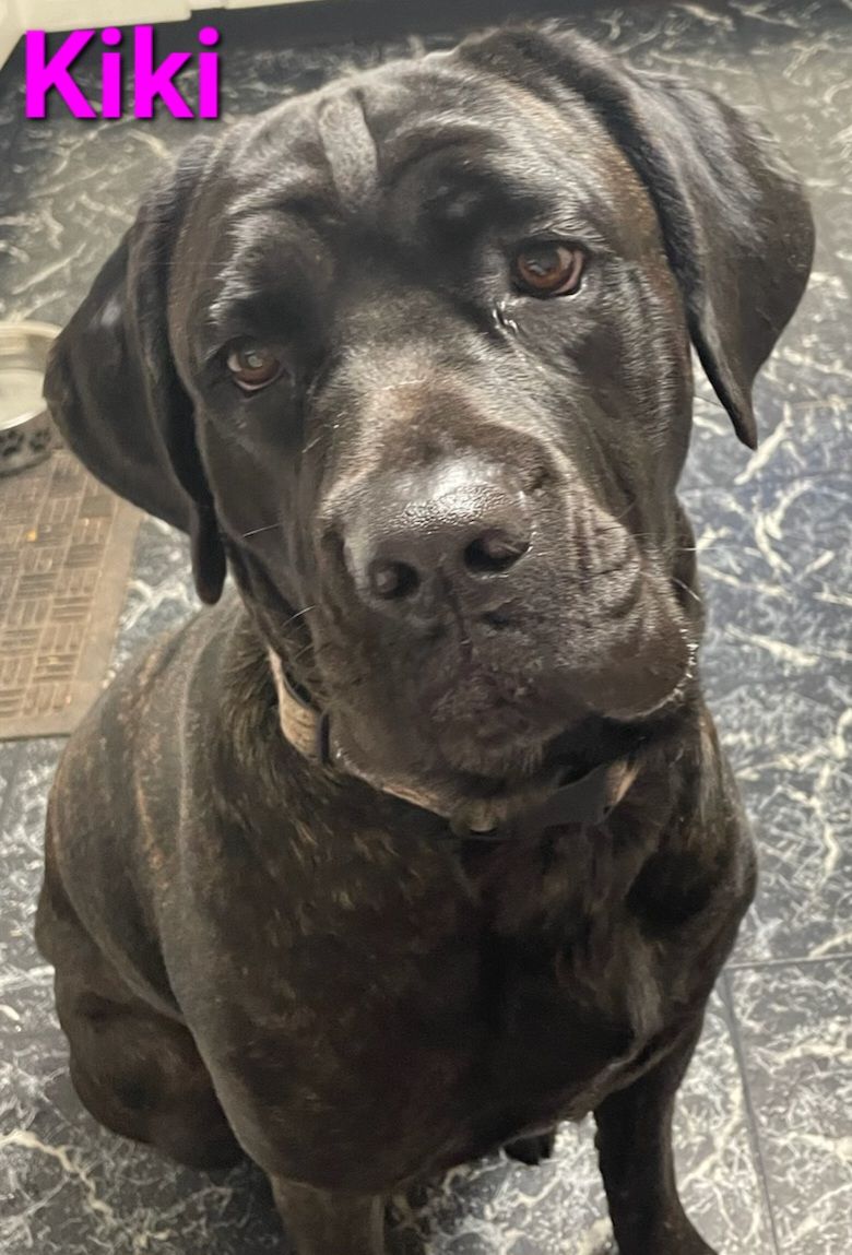 Ramirez Cane Corso Kennel | Providence, KY