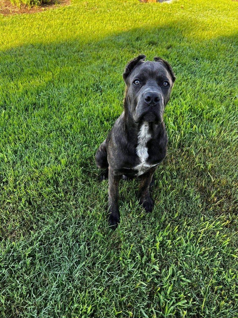 Ramirez Cane Corso Kennel | Providence, KY