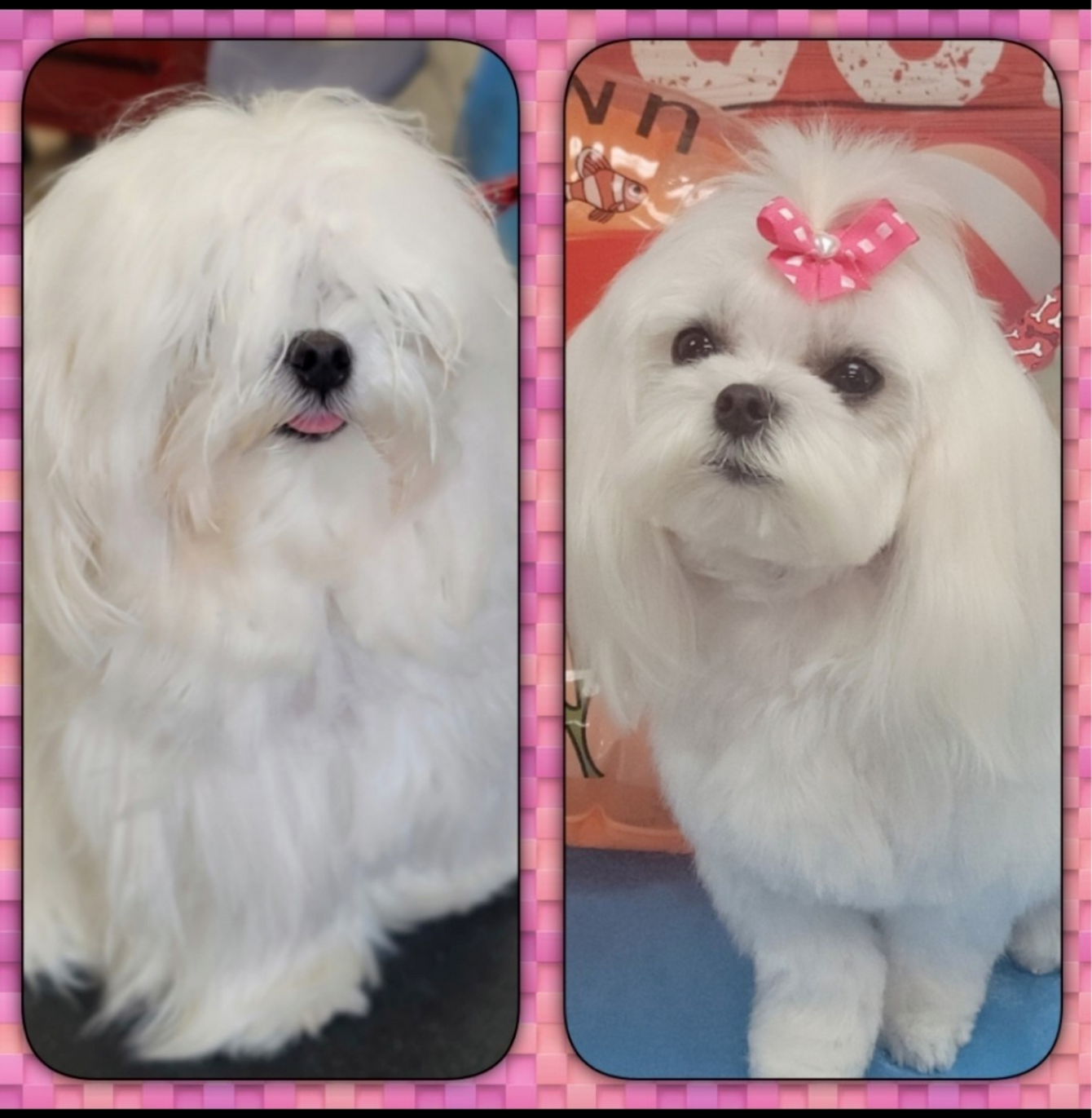 Groomers Bloomington IL Top Dog Grooming Salon groomers-bloomington-il-top-dog-grooming-salon