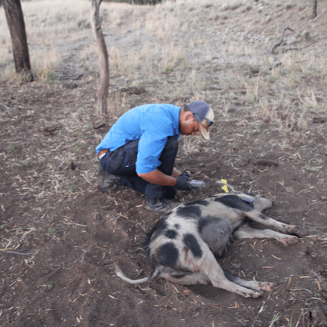 NRM Groups Collaborate To Maximize Pig Pest Control near Injune