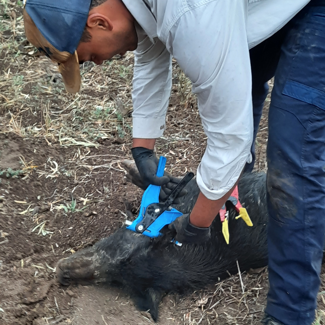 NRM Groups Collaborate To Maximize Pig Pest Control near Injune