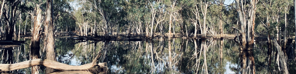 Get Support to Improve your Brigalow