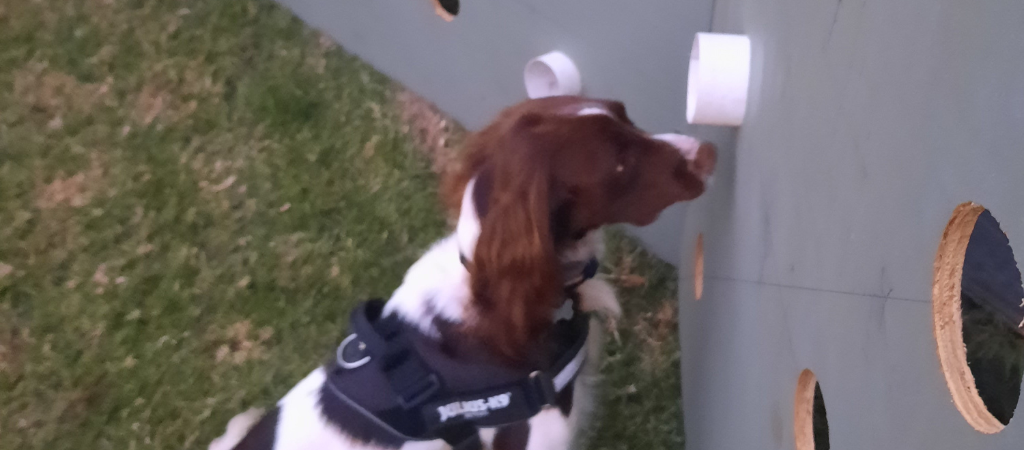 Scent training readies latest detector dog for koala spotting