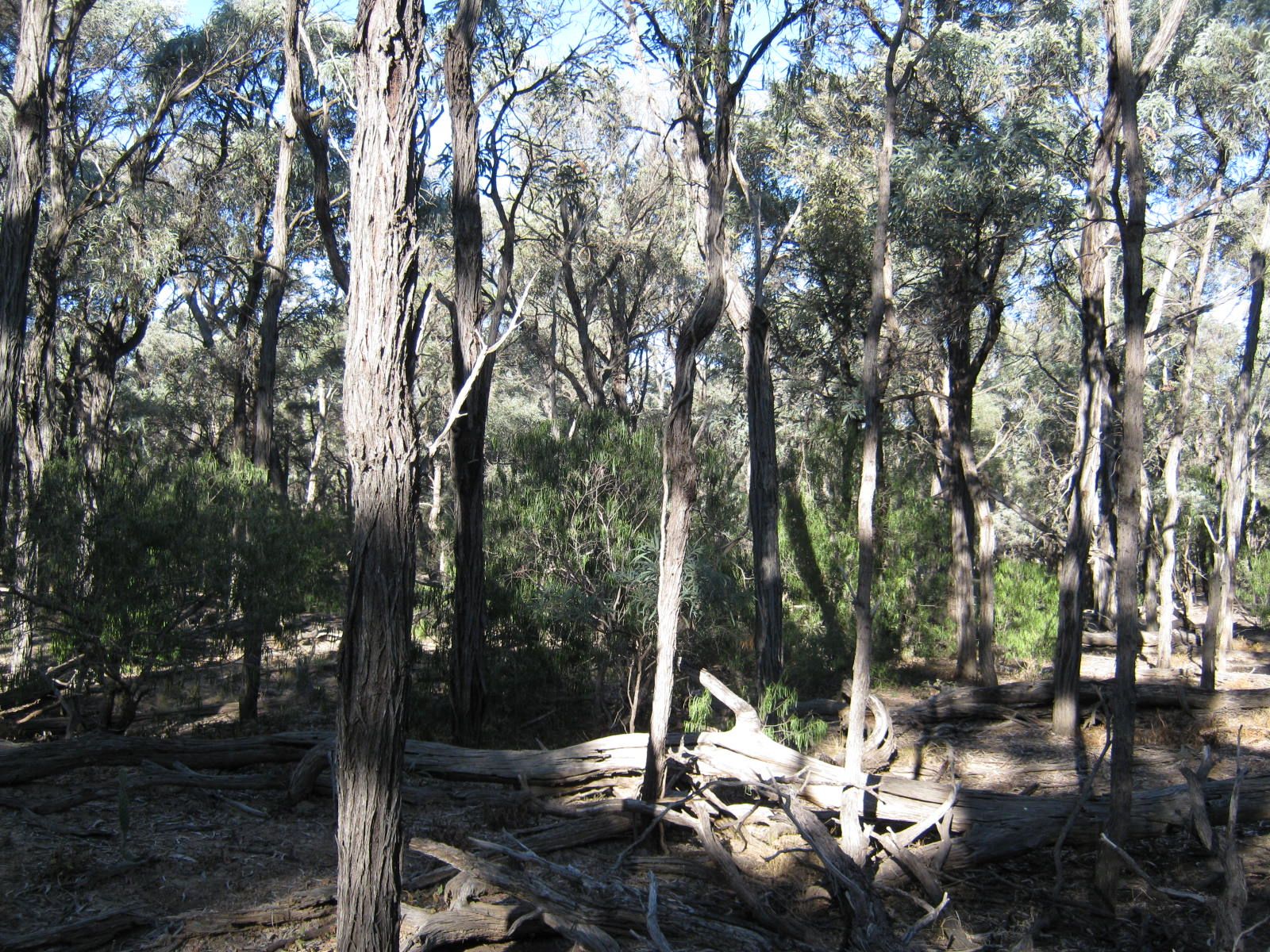Brigalow Belt | Southern Queensland Landscapes (Natural Resource ...