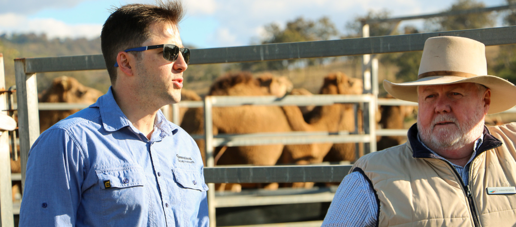 How Camels and Cool Burns are Transforming Risdon Stud