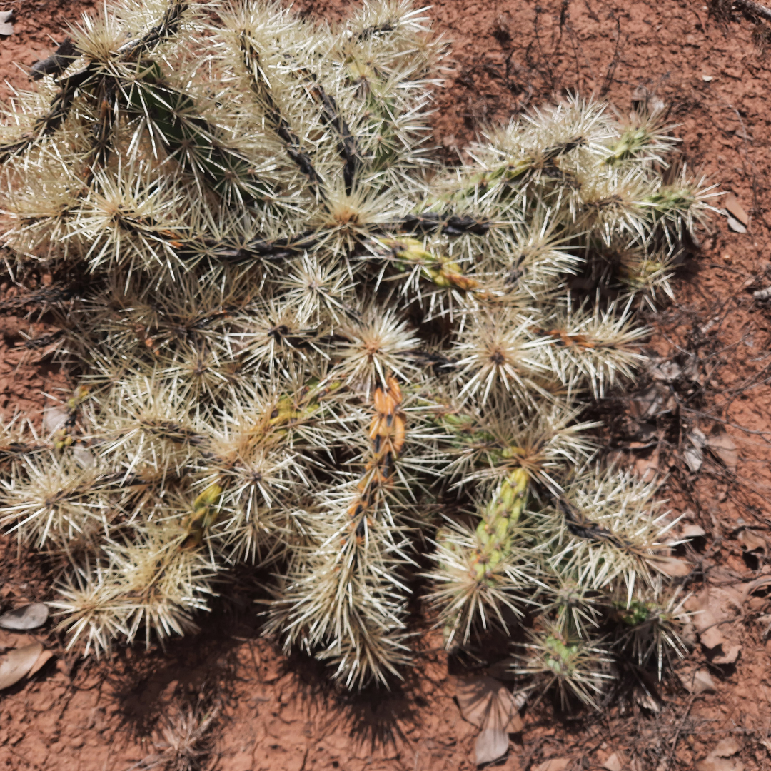Collaboration aimed at eradicating weed of national significance
