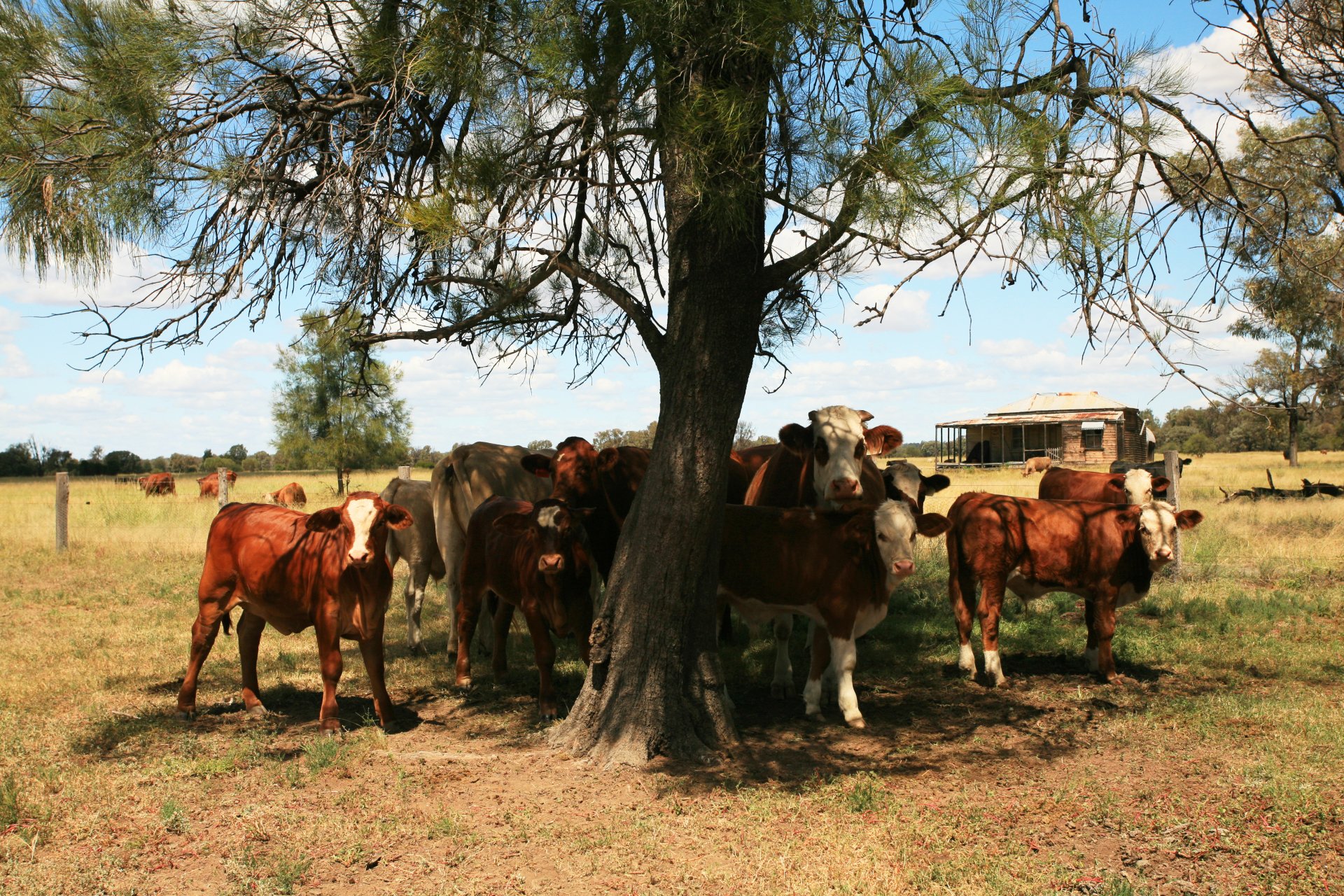 Growing Climate Smart Grazing in the Condamine River Basin