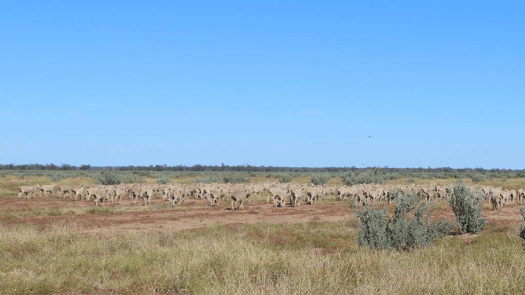 Saltbush Lamb - Uniquely Australian, Locally Grown