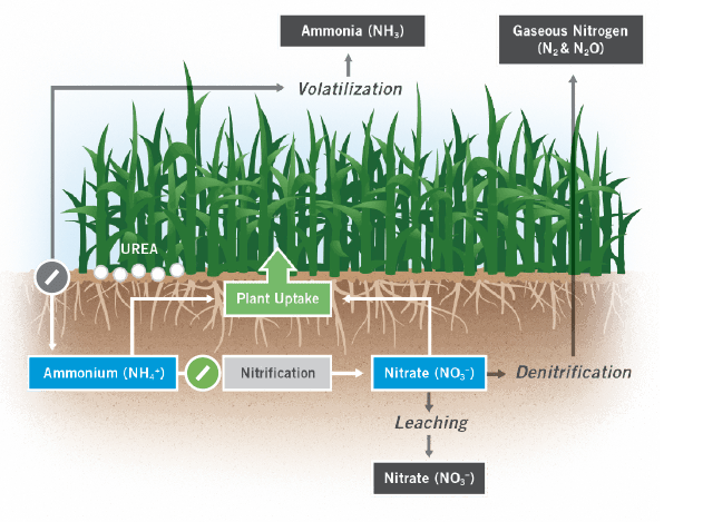 UMAXX | Stabilized Nitrogen Fertilizer