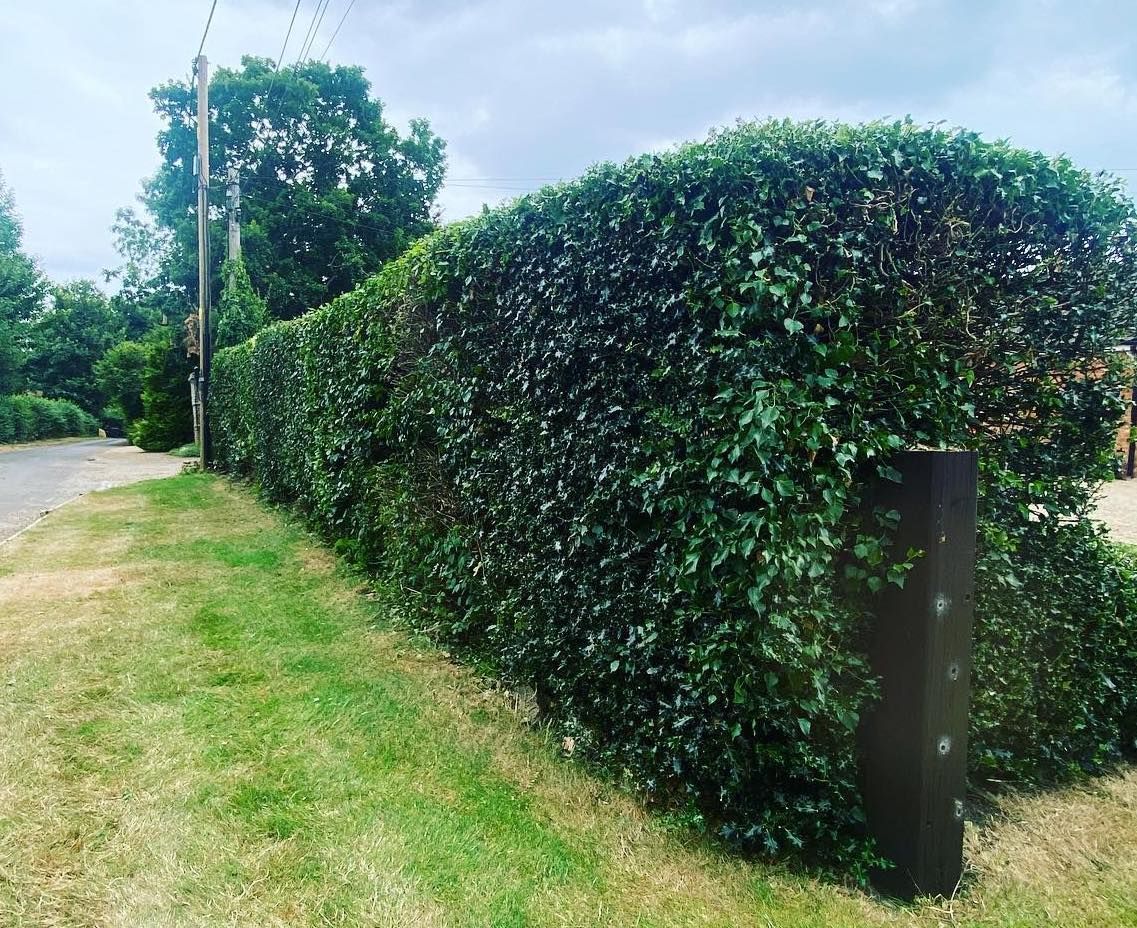 Hedge Cutting Wirral | Expert Hedge Trimming & Pruning