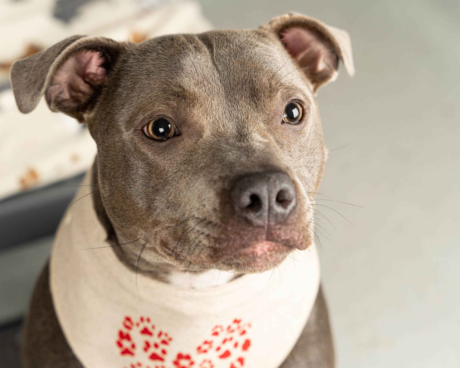 Luxury Dog Boarding Southampton & Winchester | Harfields Pet Retreat ...