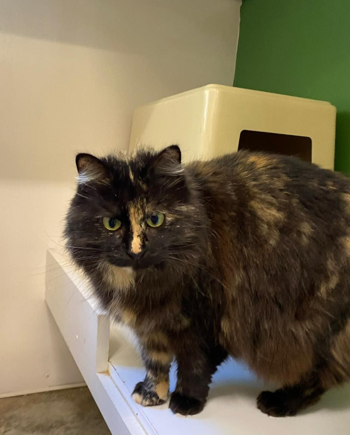 Cat Boarding & Cattery near Taree | Forster Tuncurry Boarding Kennels ...