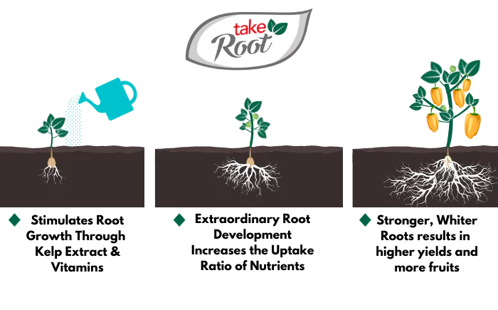 Take Root