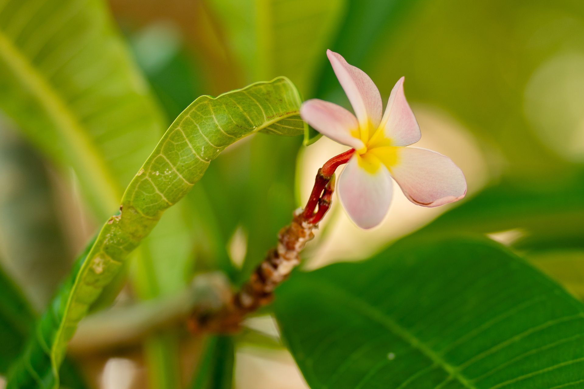 Unveiling Koko Crater's Blooming Oasis: An Unexpected Journey