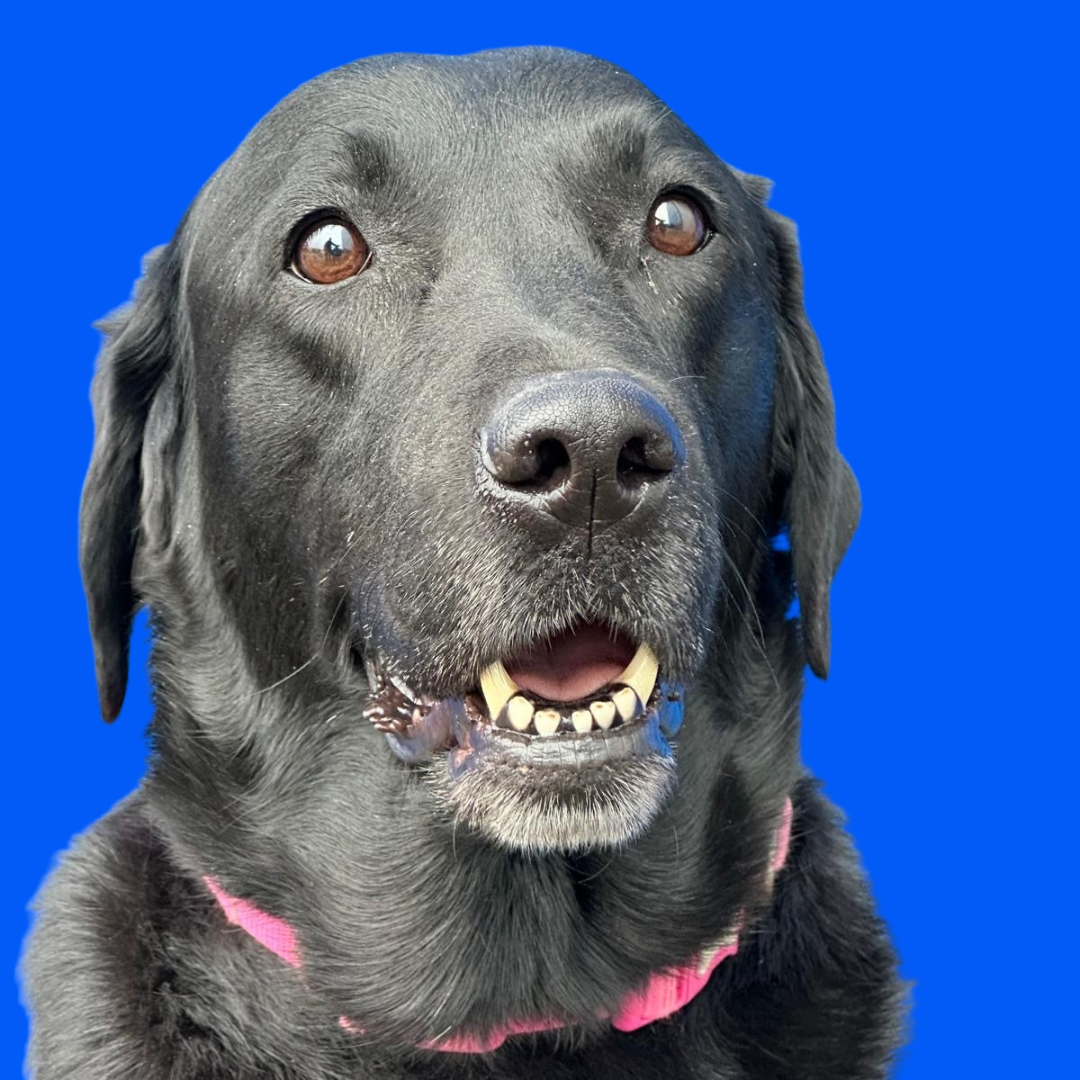 CrimeCon UK | True Crime Events | London & Manchester