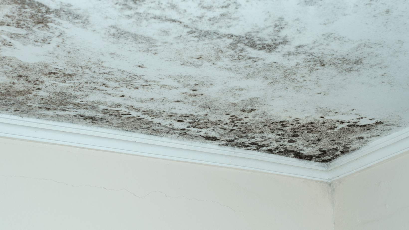 The Impact of Indoor Humidity on Mold Growth: Prevention, Risks, and ...