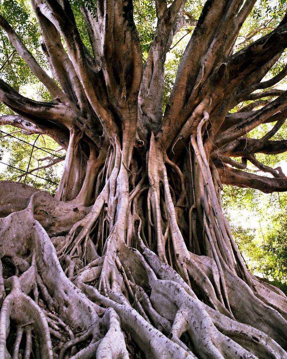 Truth About Trees | Tree Reports, Protection & On-Site Supervision