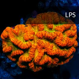 Home | Speed Reefer Corals