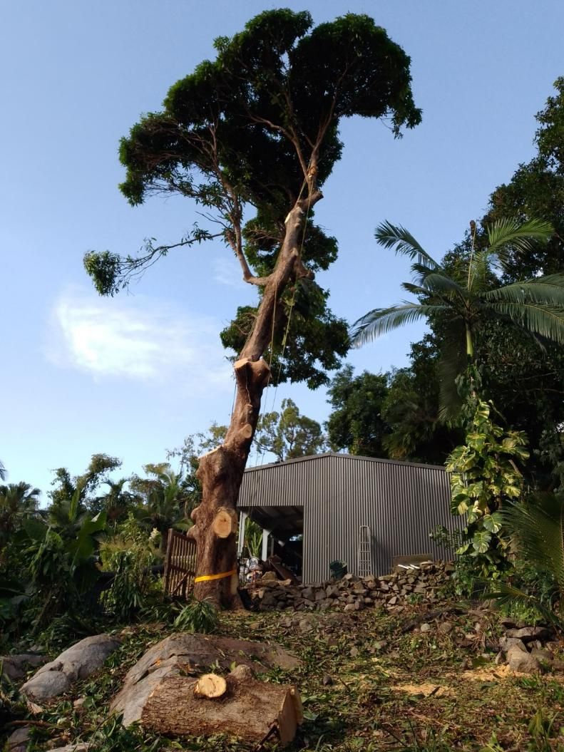 Arboricultural Impact Assessment Cairns | Advanced Vegetation Management