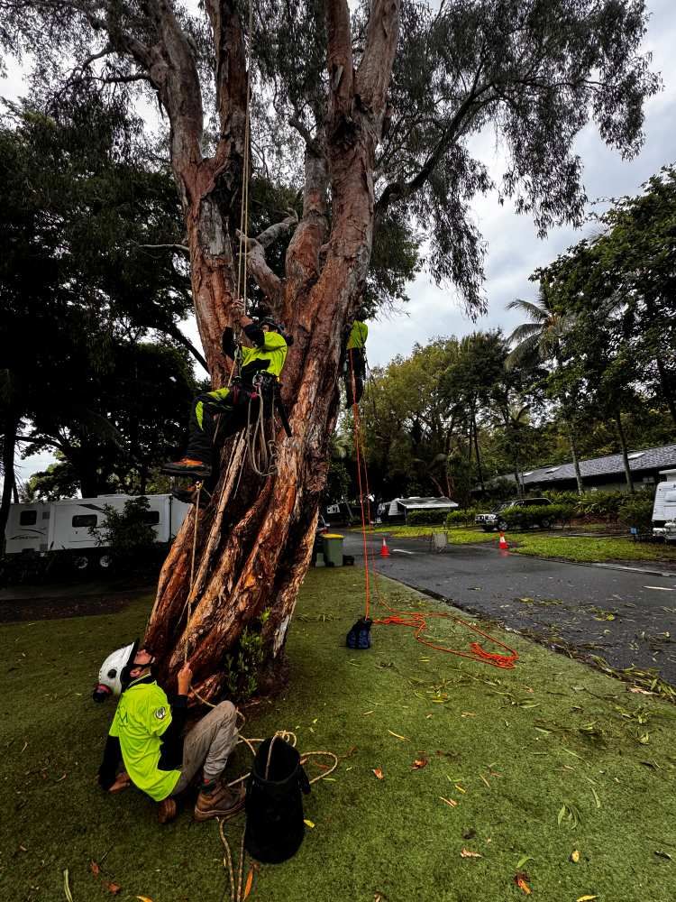 Preliminary Tree Assessment Cairns | Advanced Vegetation Management