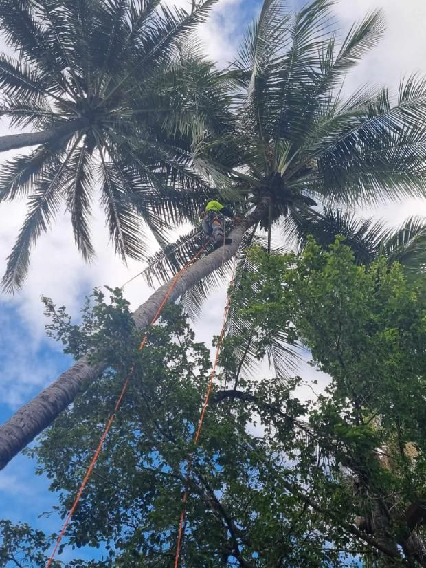 Arborist Cairns | Advanced Vegetation Management