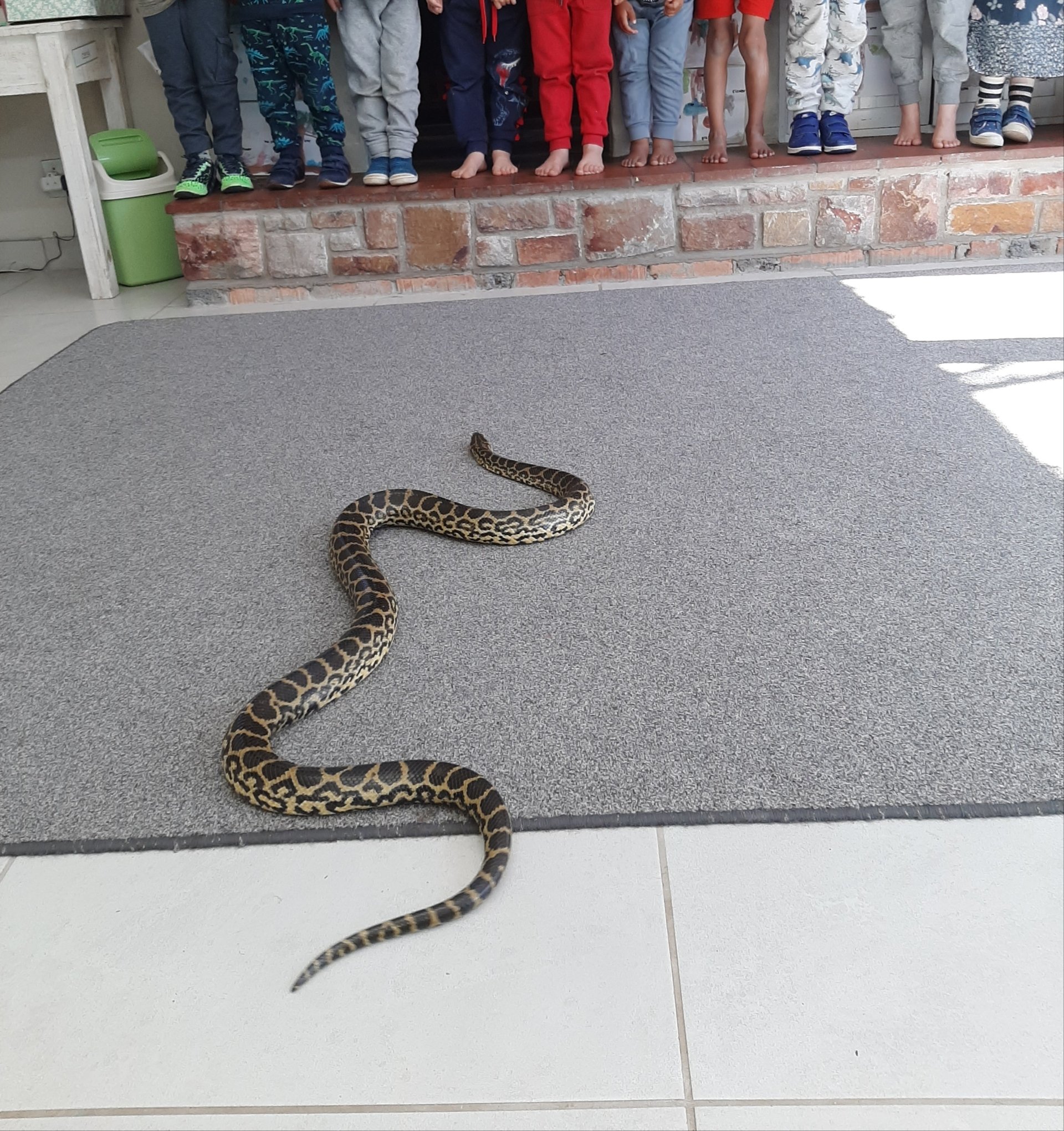 Snake Parties | Sandula Conservation