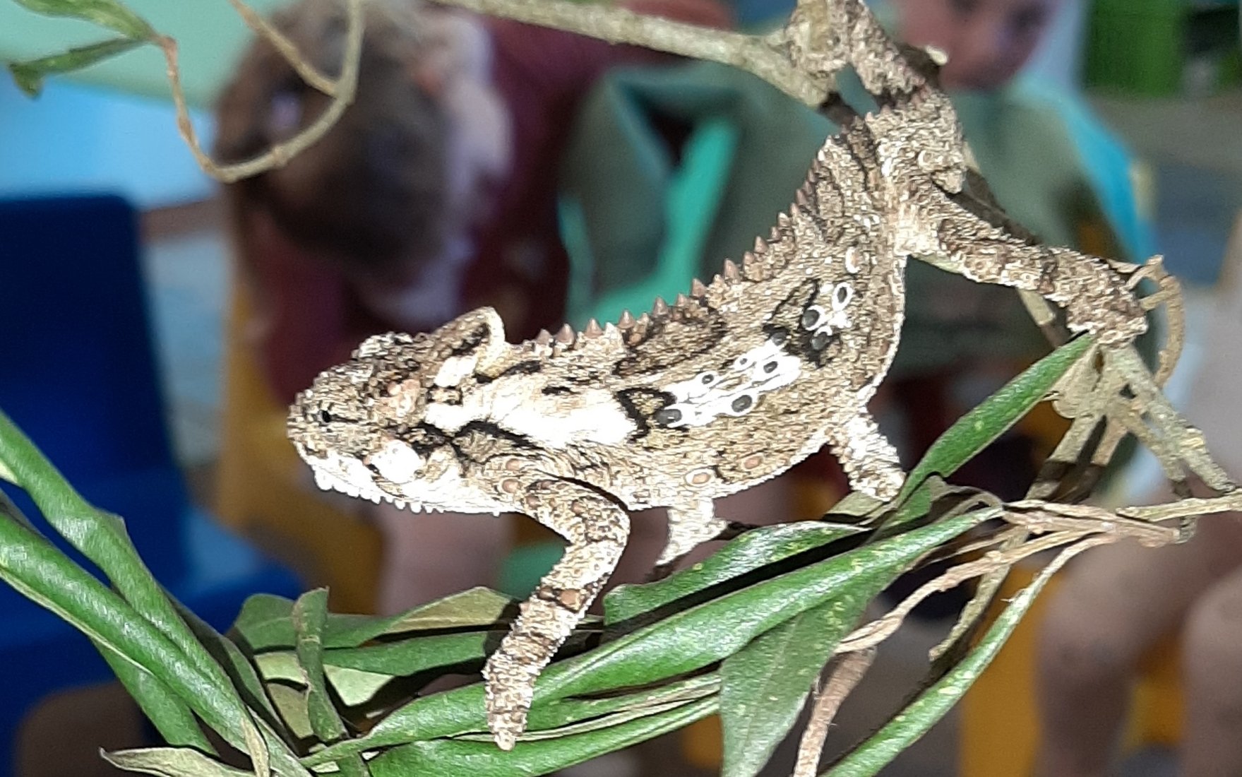 Snake Education & Catching | Sandula Conservation