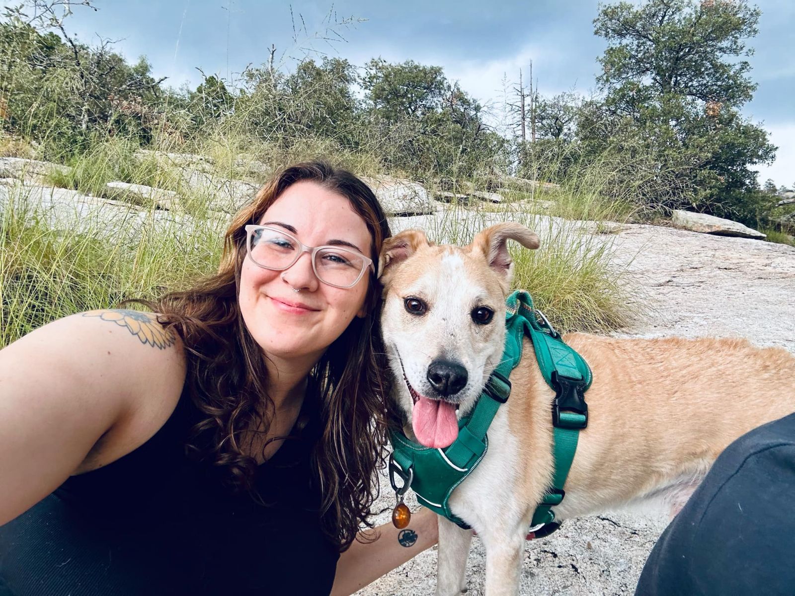 Live Webcams for Dog Daycare | Sit! Stay! Play! | Tucson, AZ