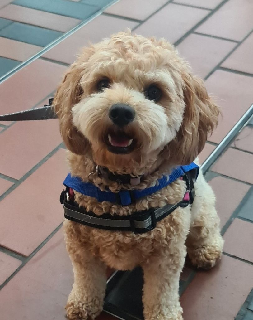 Contact Us I Ocean Paws Dog Training