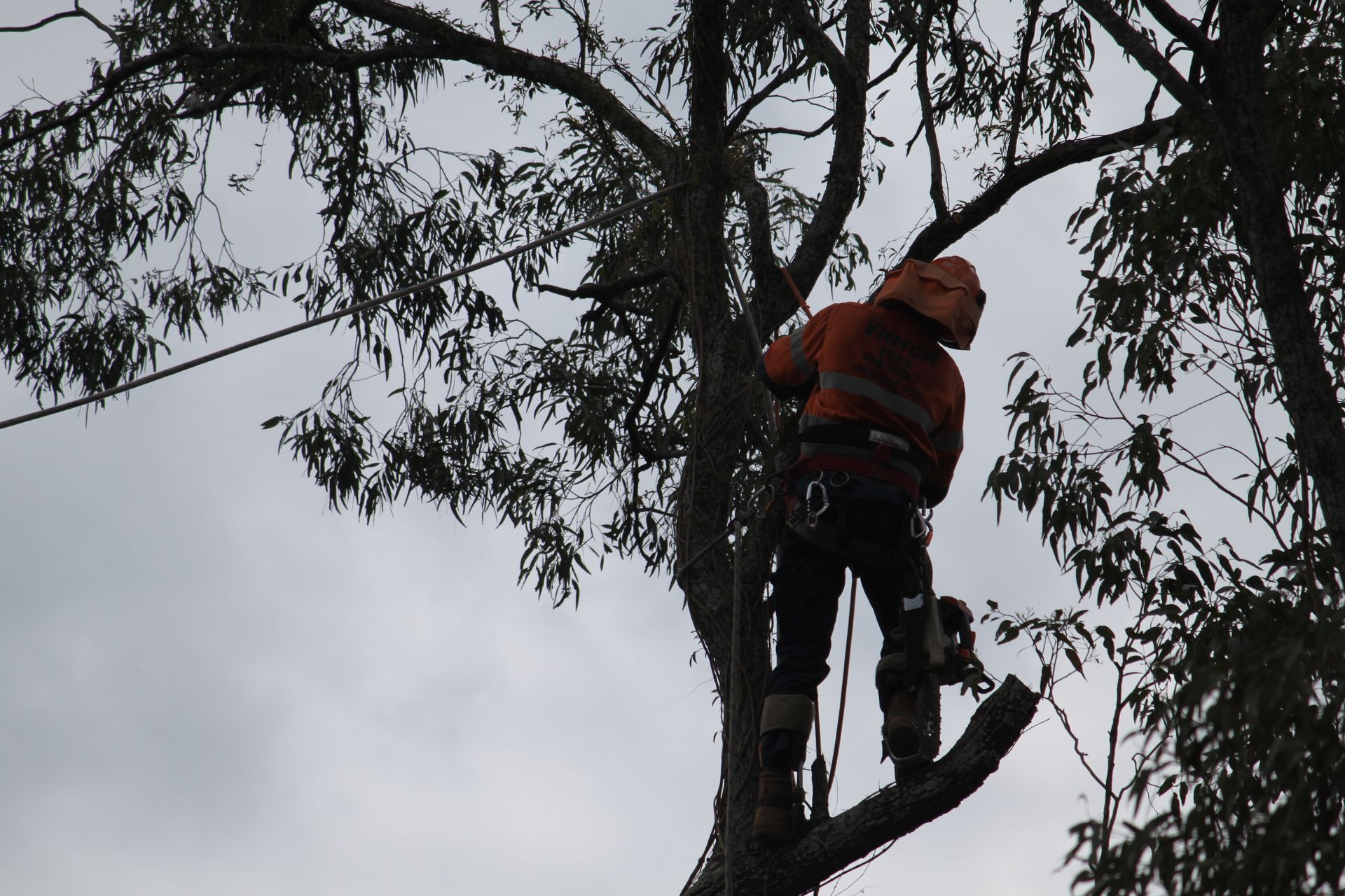 About Our Team of Expert Tree Services | Brisbane, QLD