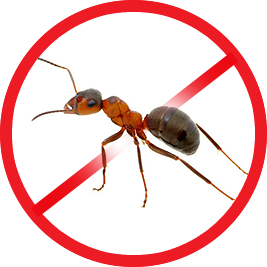 Ants | Hemet, CA | Prime Time Pest Control