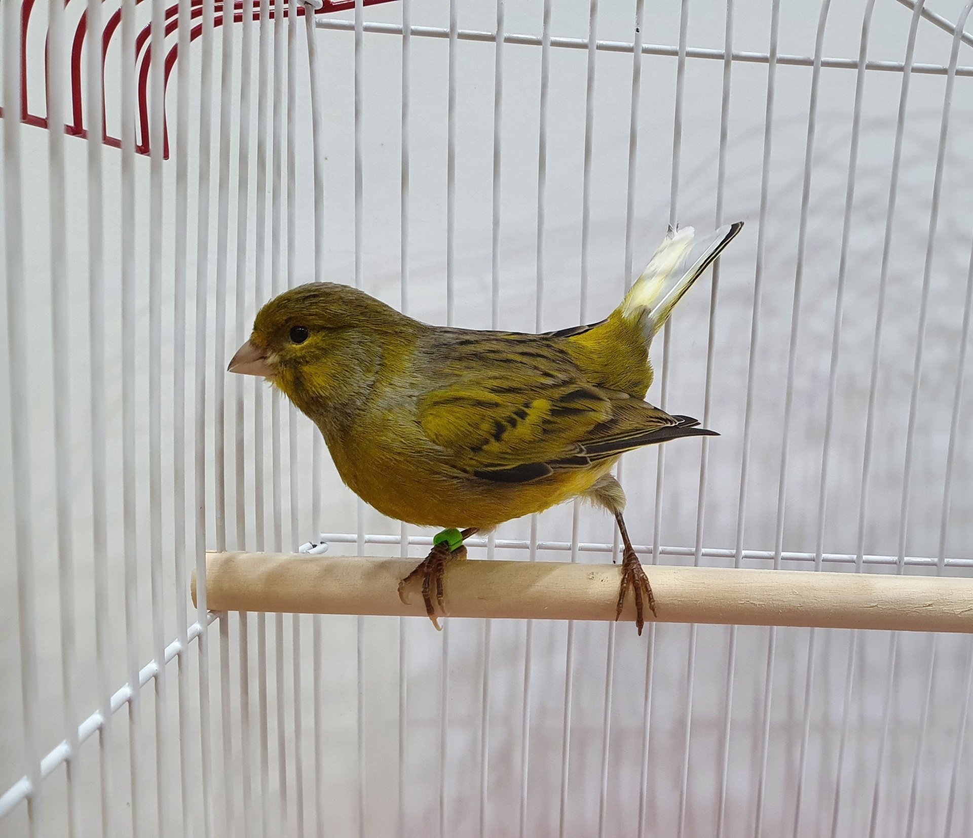 BIRDS