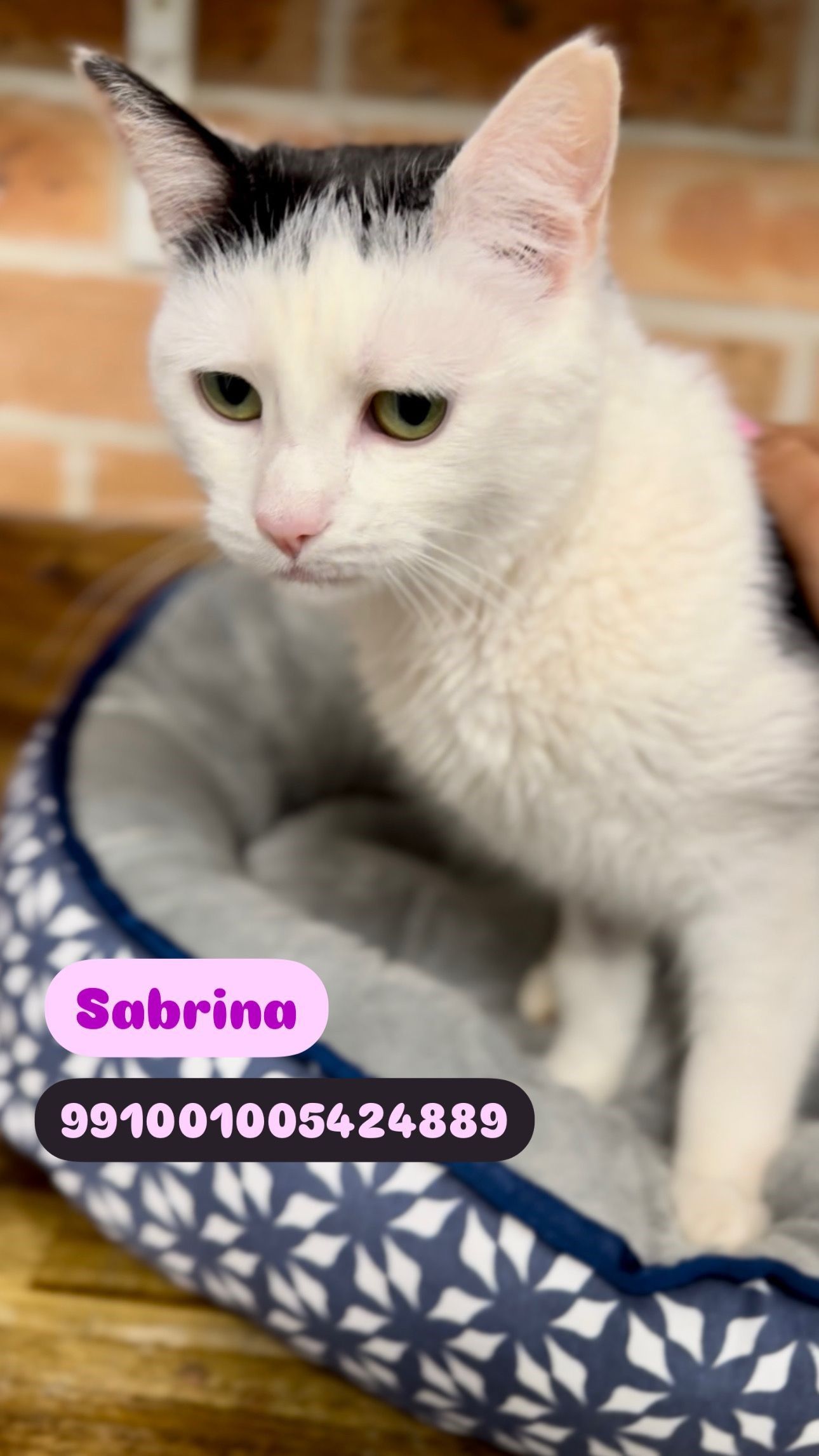 Family Pets Penrith | 0418 858 393 | Penrith