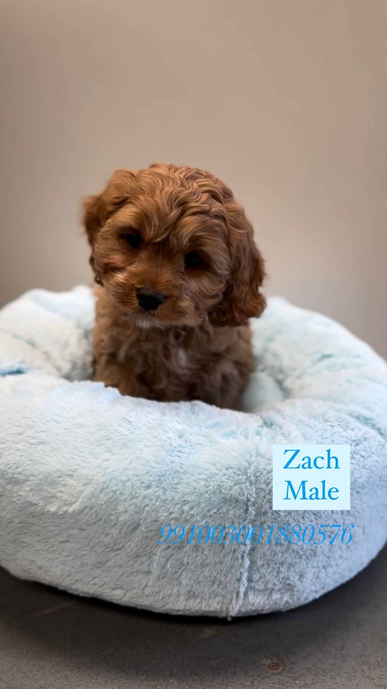 Pet medicine | Penrith | Family Pets Penrith