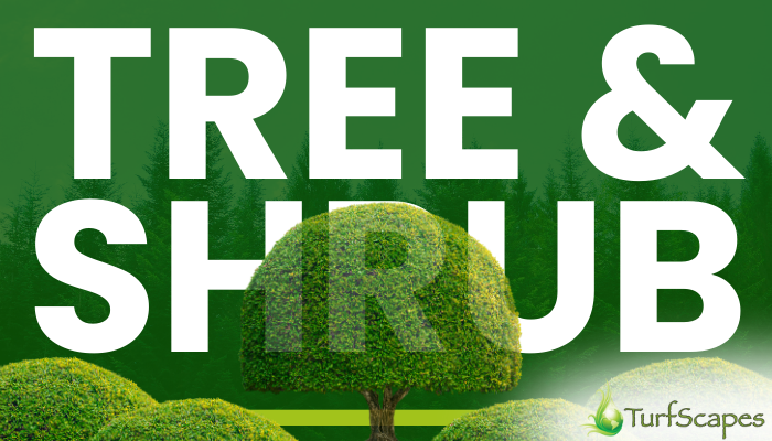 A Smarter Way to Care for Your Trees & Shrubs: Our Tree & Shrub Program