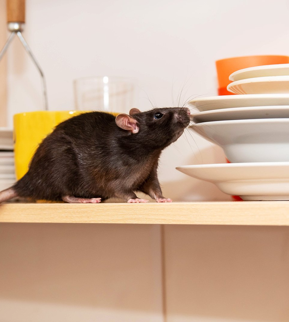 Rodent Control| All in Pest Solutions | Pahrump, NV