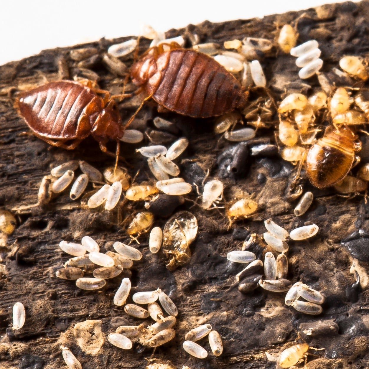 Pest Library | Identify Common Household Bugs | Rye Pest Solutions