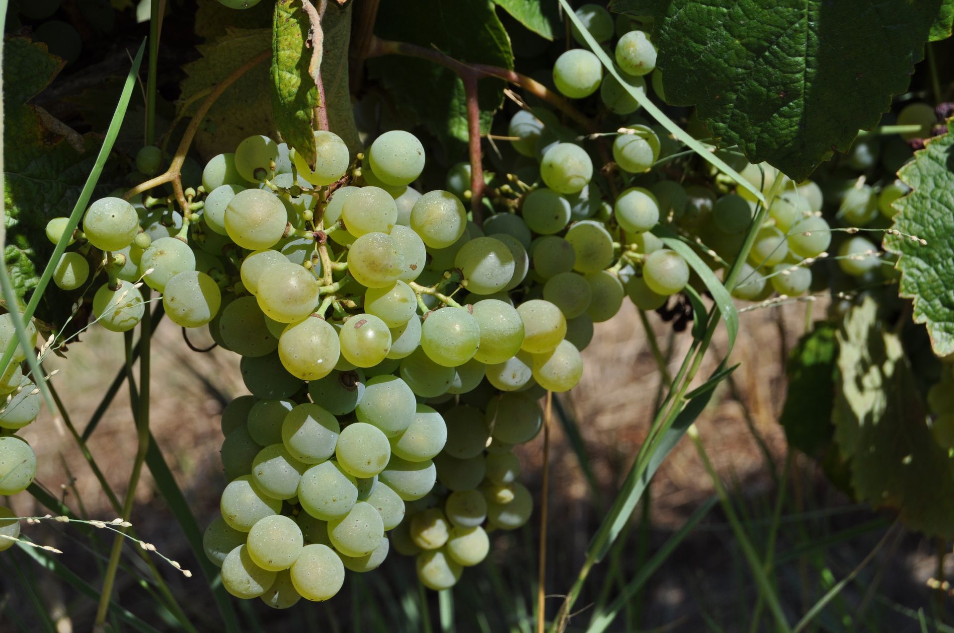 Conheça as caracteristicas do vinho biológico da Herdade do Alto do Pina