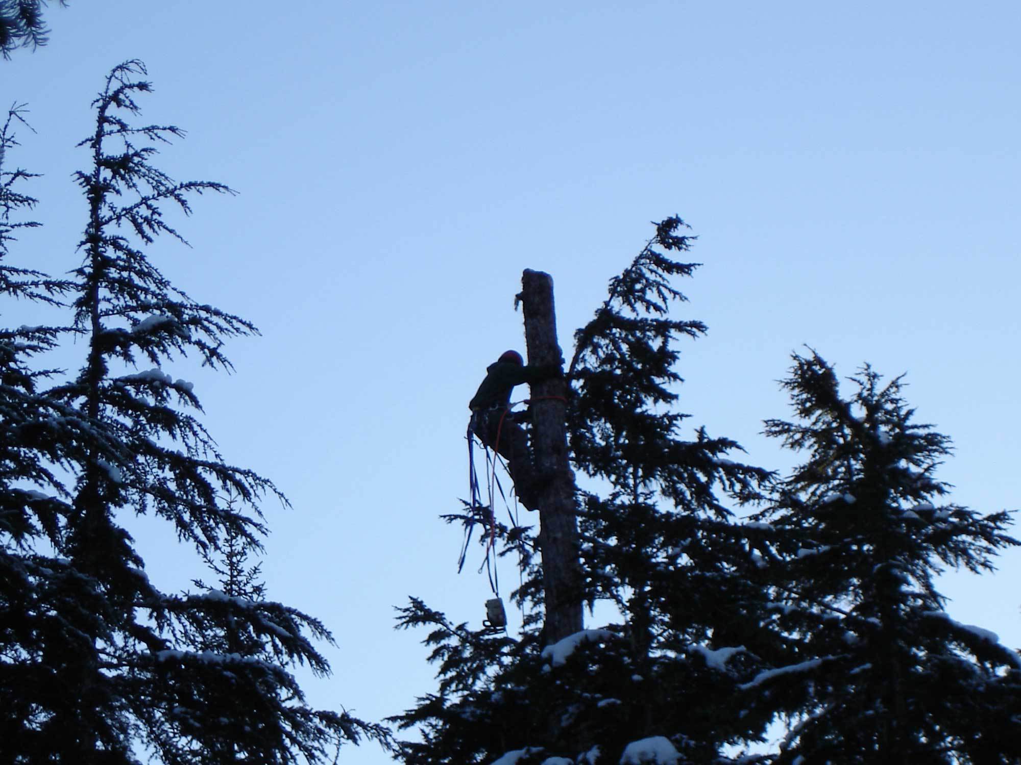 Tree Services in Anchorage and Mat-Su, AK | Greatland Tree Service