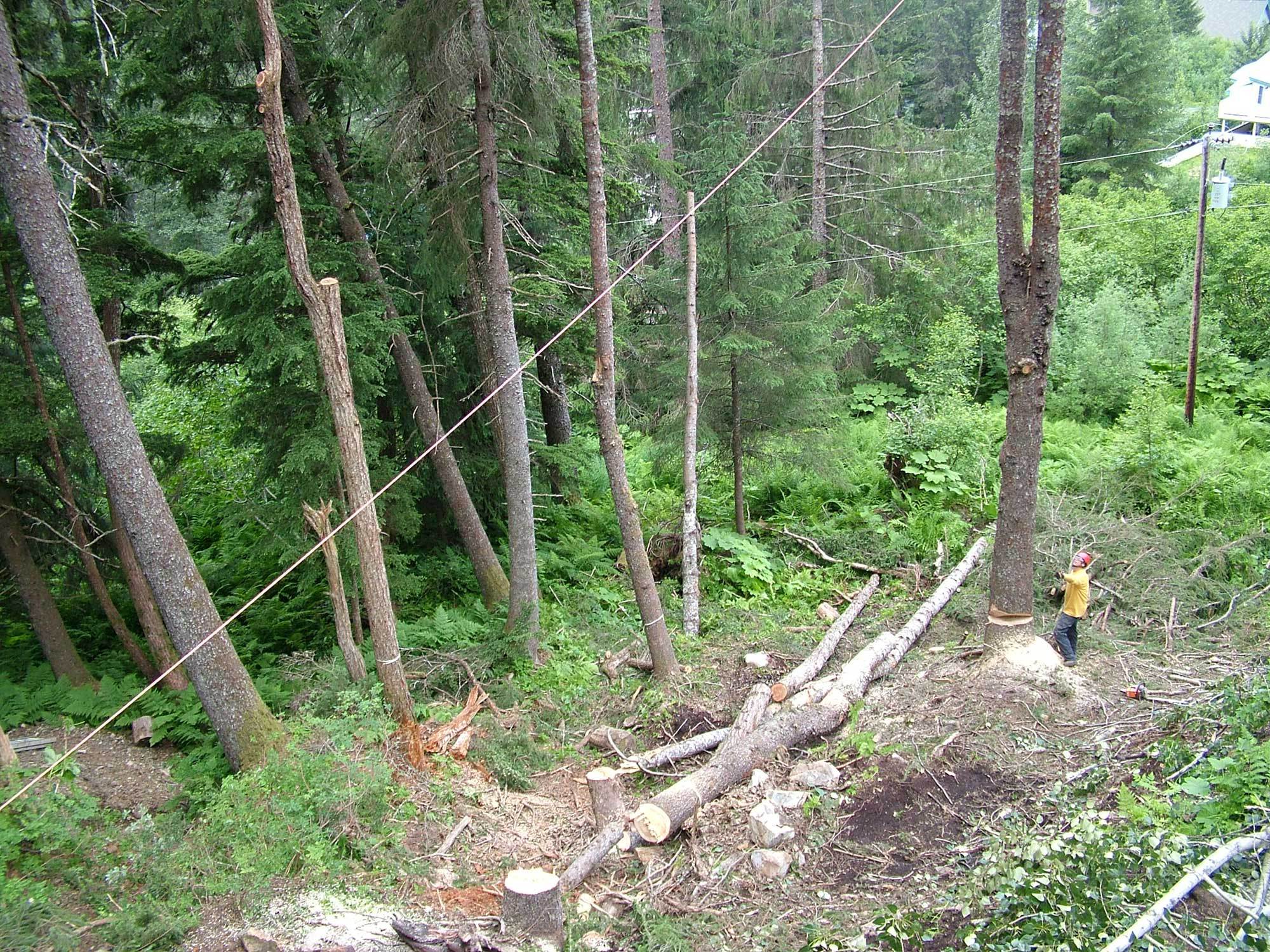 Tree Services in Anchorage and Mat-Su, AK | Greatland Tree Service