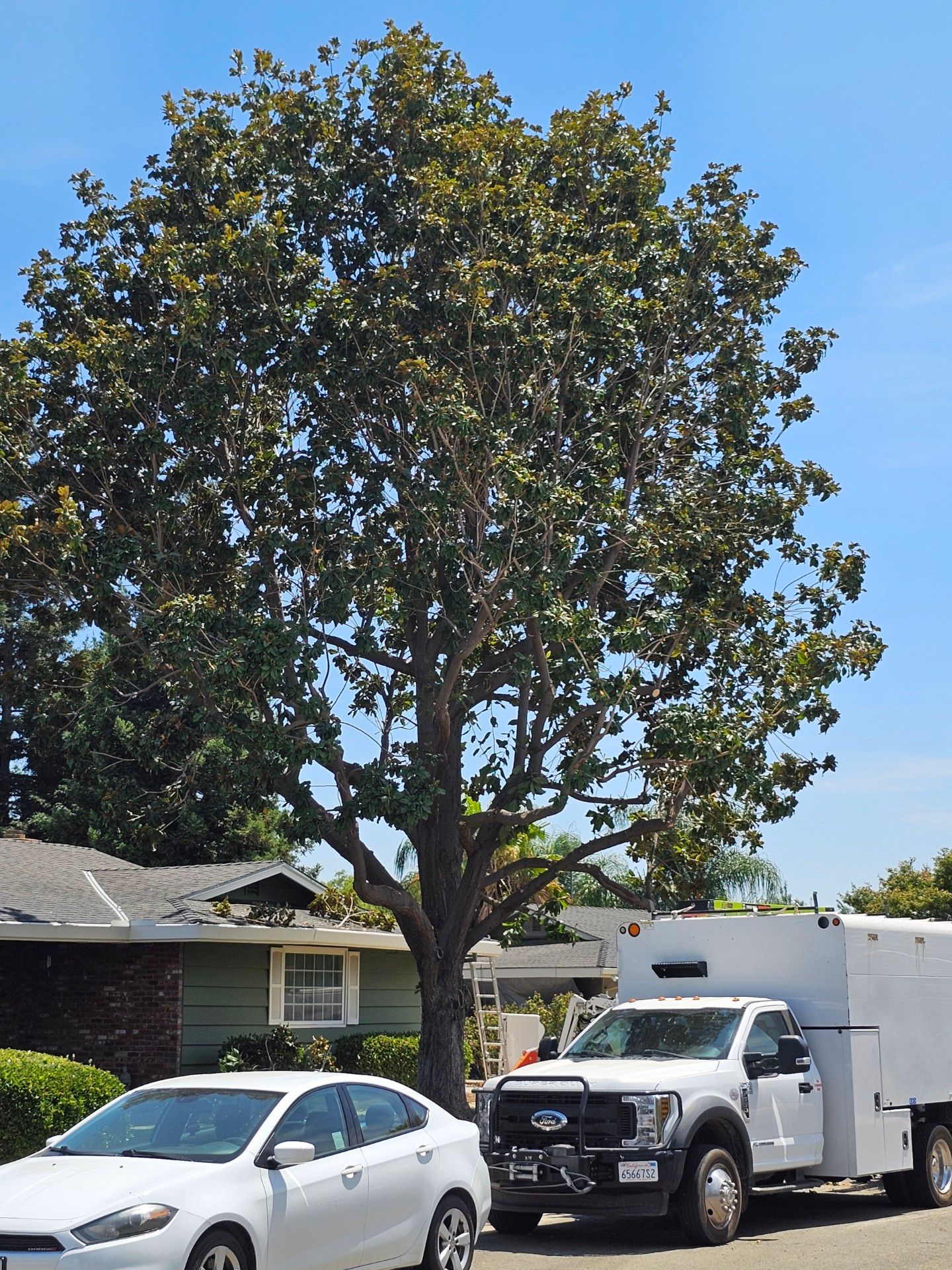 Tree Services | Anderson Tree Service | Merced