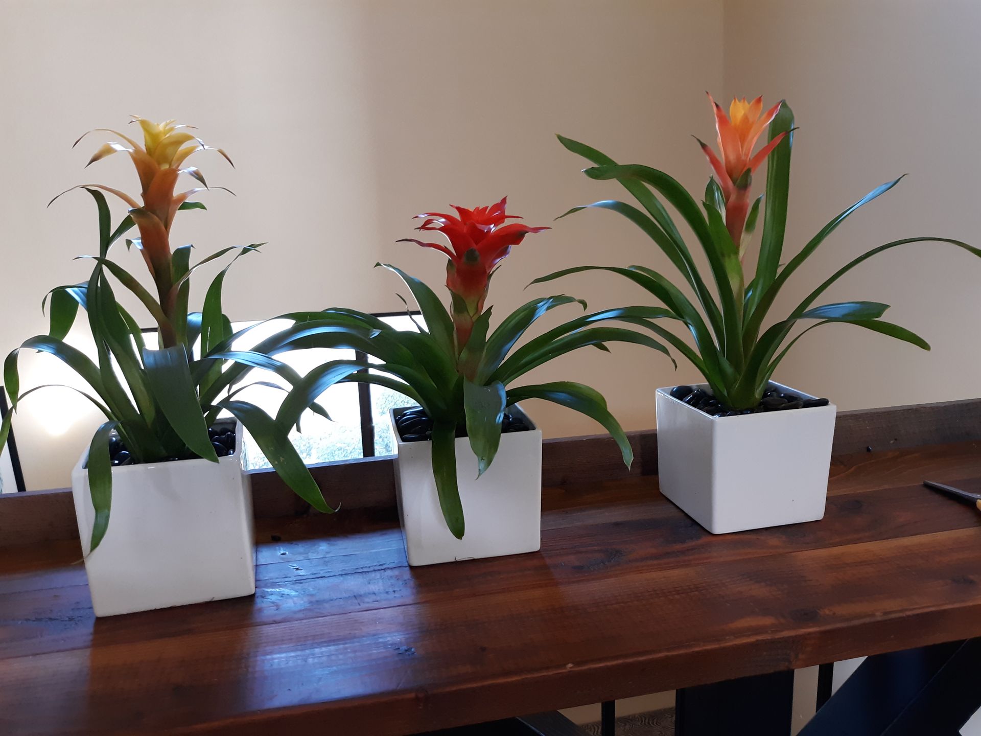 Potted Plant, Flower & Tree Rental For Weddings & Event in San Diego